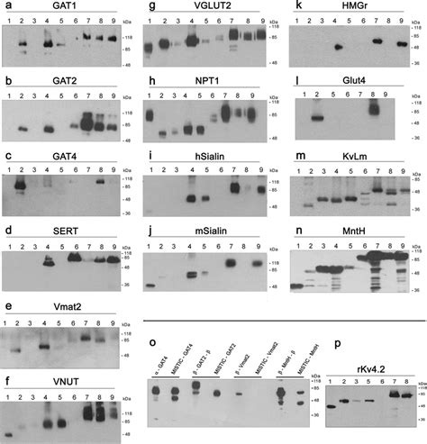 Western Blot Analysis Of The Small Scale Overexpression Tests Small