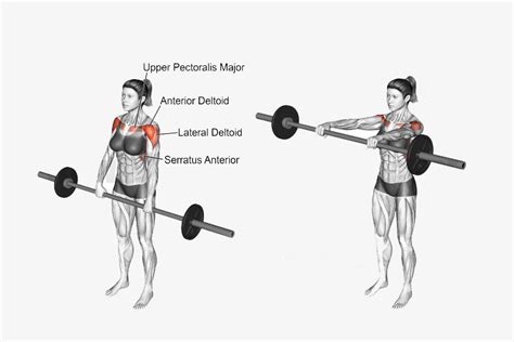 Dumbbell Front Raise Muscles Worked