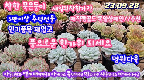 명원다육1묵둥이신상5만이상추석선물아돌피철화독일샴페인먼로샤넬스타마크실루엣백야제이드스타엘렌미씽유매직쨈골드미니벨금레몬로즈금샤올렌시스아레나스데비철화