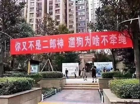 深圳禁養烈性犬圖來了，不按規定飼養處五千元罰款並沒收犬只 每日頭條