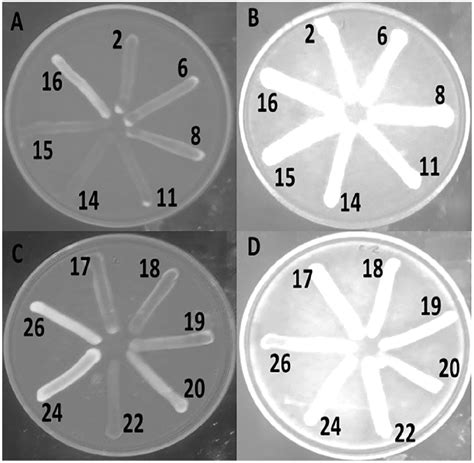 Efflux Of Etbr From Some Escherichia Coli Isolates In The Absence A