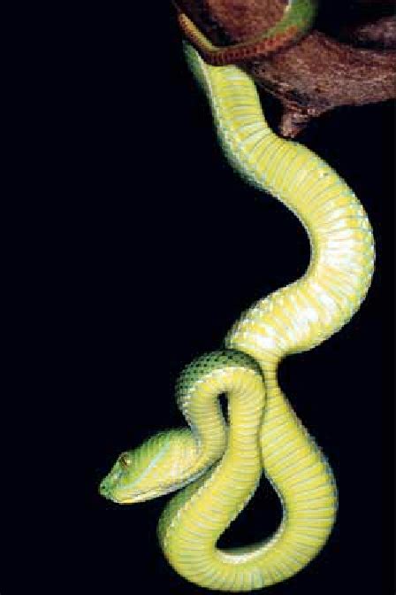Ventral View Of A Subadult Female Popeia Inornata Showing Absence Of A