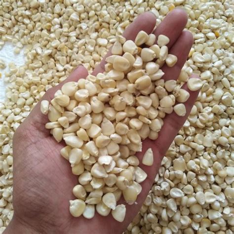 Maizecorn Human Consumption Srishtiyug Agro Pvt Ltd