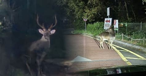 뿔 달린 큰 사슴에 깜짝 전북 군산서도 사슴 목격 신고