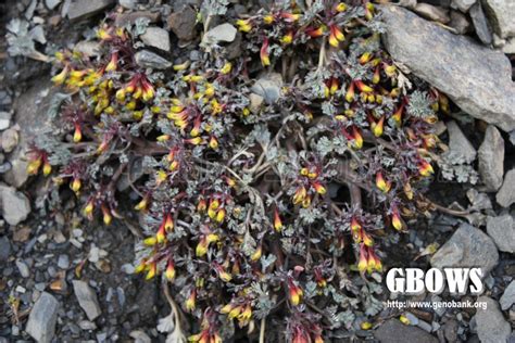 矮黄堇 Corydalis pygmaea C Y Wu et Z Y Su