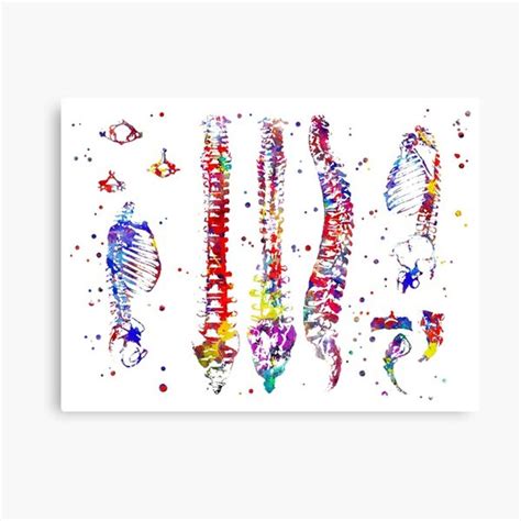 Human Anatomy Bones Visual Bone Diagram Canvas Sold By Igor Menezes