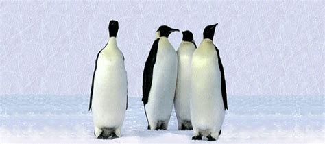 Head Unix Linux Linux Notes Org