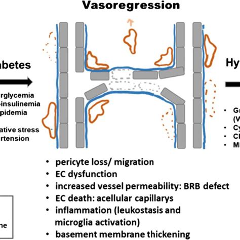 Of The Main Pathogenic Events Causing Pathological Neovascularization
