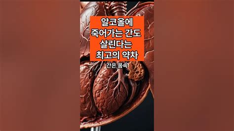 알코올에 죽어가는 간도 살린다는 최고의 약차 숙취에도 좋은 약차 건강정보 건강 건강꿀팁 꿀팁 숙취해소 중년건강 간에