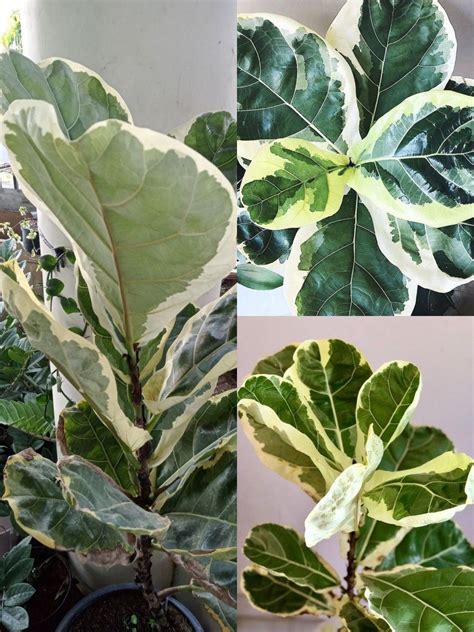 Variegated alocasia frydek 4 inch rare unicorn full plant 2 – Artofit