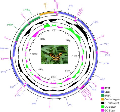 The Circular Mitogenome Map Of Symbrenthia Lilaea Download