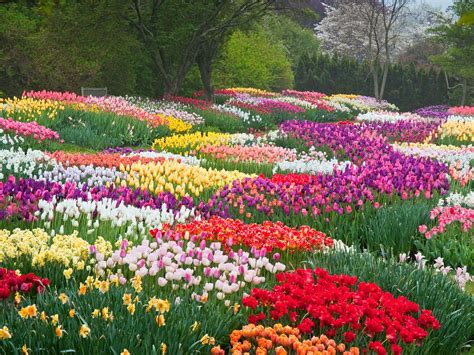 Places To See America S Most Beautiful Spring Flowers Beautiful