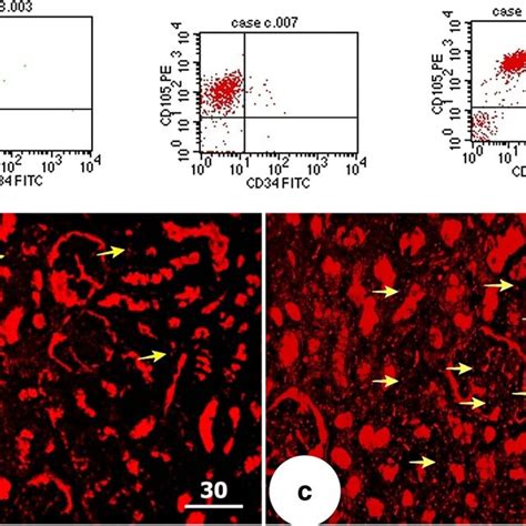 A Flow Cytometric Analysis Of The Cell Surface Markers Showing Positive