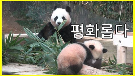 평화로운 판다월드 Youtube