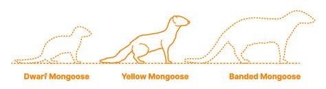 Yellow Mongoose Cynictis Penicillata Dimensions And Drawings