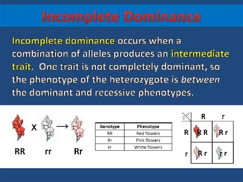 Codominance And Incomplete Dominance Types Of Dominance What