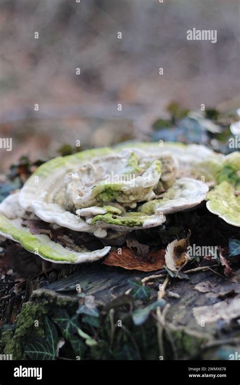 Shot Capturing The Intricate Beauty Of Fungal Growth On Tree Bark The