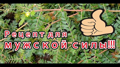 ЯКОРЦЫ СТЕЛЮЩИЕСЯ на Кунжутном масле. Чудодейсвенный рецепт из ...