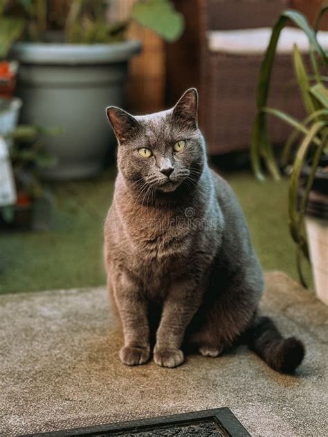 Portrait Of A Lovely Cat Sitting In A Cute Pose A Vertical Shot Stock
