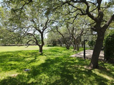 Austin Tree Service Certified Arborists Tree Trimming
