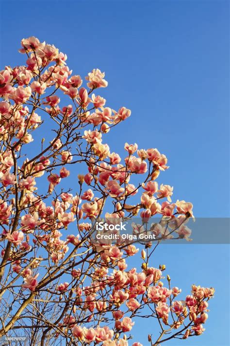 봄 꽃 목련의 꽃 나무의 가지 0명에 대한 스톡 사진 및 기타 이미지 0명 개화기 계절 Istock