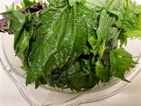 赤ジソだけじゃなく、青ジソでも美味しいジュースができました！