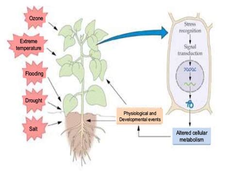 Responses Of Plants To Water Stress