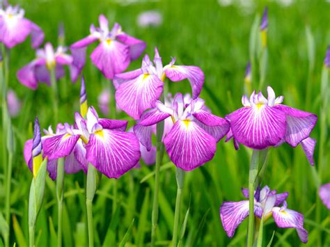 花菖蒲がそろそろ見ごろ東京近郊の観賞スポットレジャー特集2018 季節暮らしの話題 2018年05月17日 日本気象協会