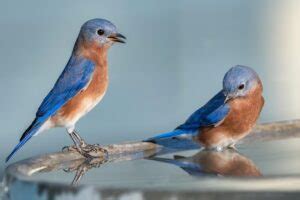 Blue Jay Vs Bluebird 14 Key Differences