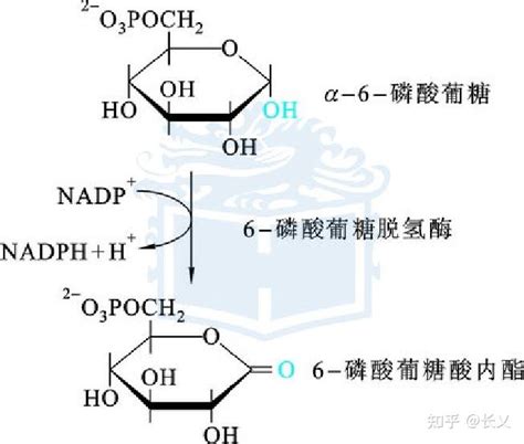 磷酸戊糖途径（ppp） 知乎