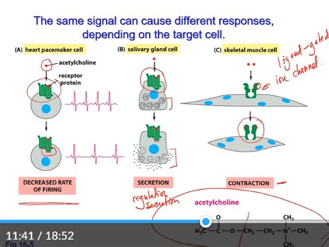 BIOL 130 Midterm 3 Flashcards Quizlet