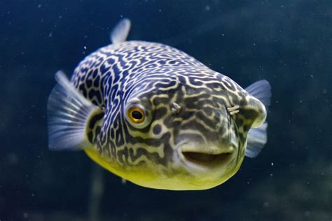 Giant Freshwater Puffer · Tennessee Aquarium