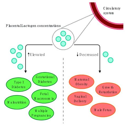 Placental Lactogen Throughout Diabetic Pregnancy Download Scientific