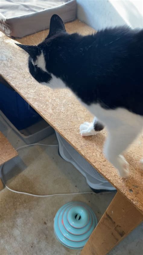 My Sweet Boy Casper Is Coming Home In 5 Days Rcats