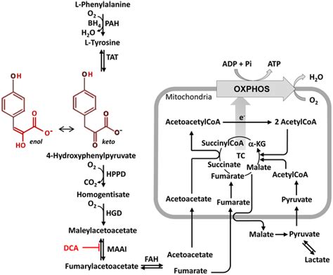 Phenylalanine Pathway