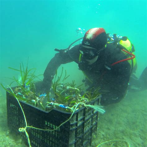 Seagrass Meadows Archives Ocean