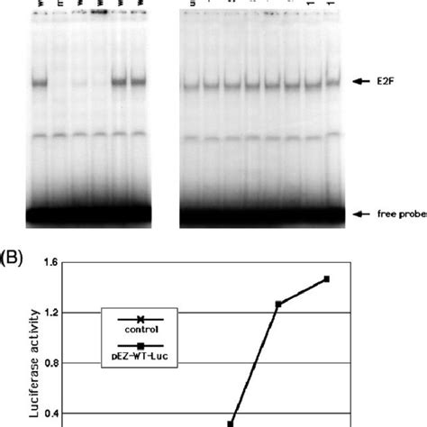 a e2f constantly binds to the consensus binding sequence during early