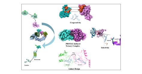 Interplay Of Protac Complex Dynamics For Undruggable Targets Insights