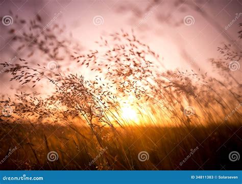 Summer Dry Grass Stock Image Image Of Adventure Bright 34811383