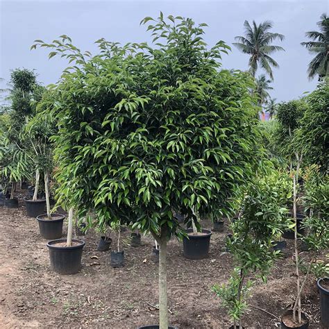 Ficus Nuda Gowthami Nursery