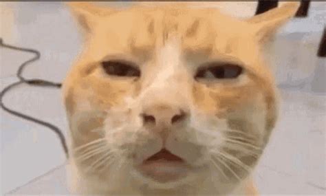Cat Pussycat  Cat Pussycat Discover And Share S