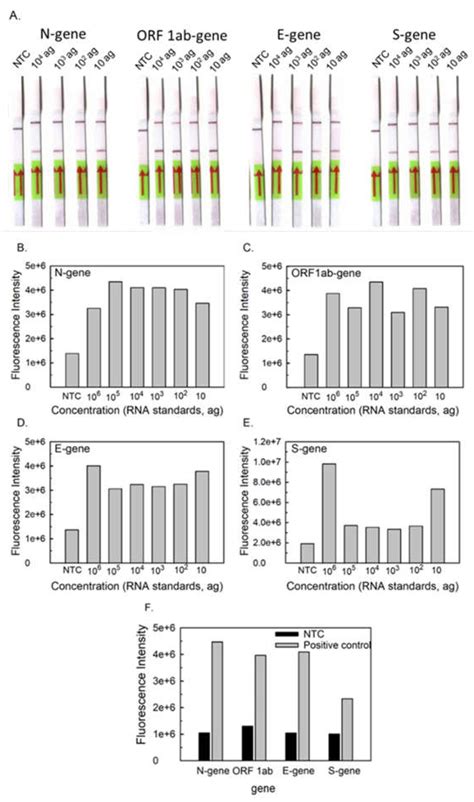 Ijms Free Full Text Development And Clinical Validation Of Rt Lamp