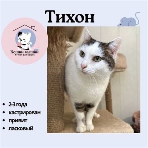 Котик Тихон殺 ищет ответственную семью Тихий спокойный и ласковый малыш Любит внимание