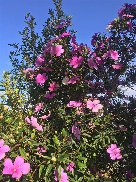 Manaca Natureza Photo Gratuite Sur Pixabay Pixabay