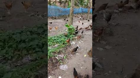 সোনালি মুরগি Youtube