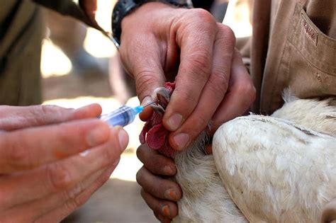 Pale Comb In Chickens Causes Treatment Prevention Simply Restored