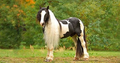 Tinker Pferderasse Portrait And Steckbrief