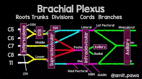 Cleveland Clinic Cadaver Course Brachial Plexus Pdf