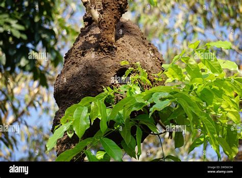 Coptotermes Formosanus Formosan Termite Super Termite Semut Kongkiak