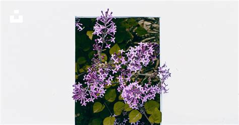 白い背景に紫色の花の写真の写真 Unsplashの無料花写真